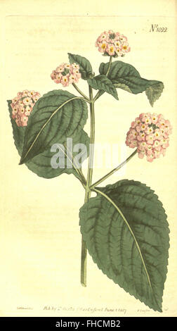 Curtis’s Botanical Magazine, eine renommierte botanische Zeitschrift ...