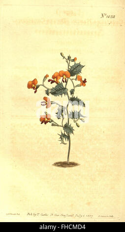 Eine Ausgabe von Curtis's Botanical Magazine mit botanischen ...