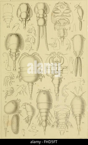 Die Klassen und Ordnungen der Arthropoden ist ein zoologisches Werk aus ...