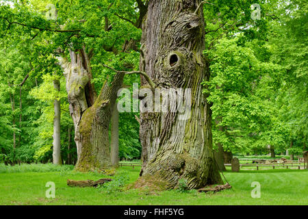 Eichen von Ivenack, ältesten Eichen in Ivenack bei Stavenhagen ...