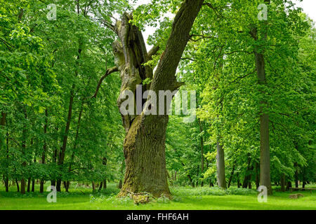 Eichen von Ivenack, ältesten Eichen in Ivenack bei Stavenhagen ...