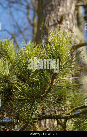 Zirbe (Pinus Cembra), Rinde, Jerzens, Wenner Berg Alpe, Pitztal, Tirol ...