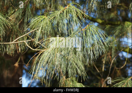 Verwunderlich Baum Mit Langen Nadeln Fotos