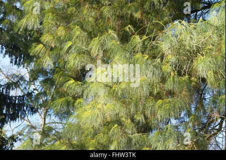 Verwunderlich Baum Mit Langen Nadeln Fotos