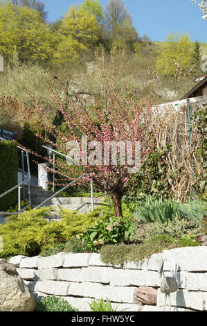 Mandelbäumchen Mandelbaum Prunus triloba Stockfotografie - Alamy