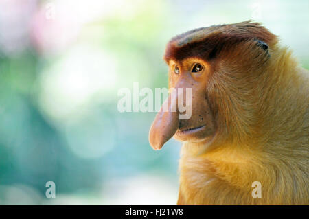 Männliche proboscis Affen in den Mangrovenwald, Borneo, Malaysia ...
