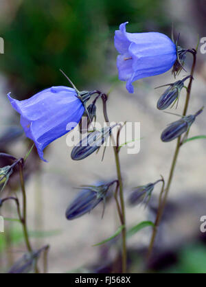 Feen Fingerhüte, Fairy Fingerhut (Campanula Cochleariifolia, Campanula ...