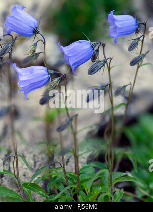 Feen Fingerhüte, Fairy Fingerhut (Campanula Cochleariifolia, Campanula ...