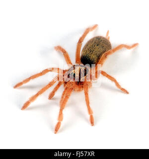 Trinidad Olive Tarantel (Hapalopus Incei), Vogel Spinne im Netz ...