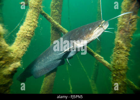 Deutschland, Bayern, Wels Wels, Silurus Glandis, im Fluss Alz Stockfoto ...