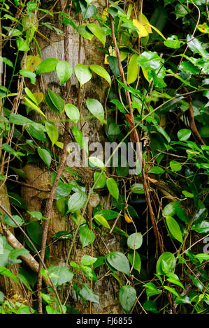 Bäume und Lianen im Regenwald. Dschungel-Hintergrund Stockfotografie ...
