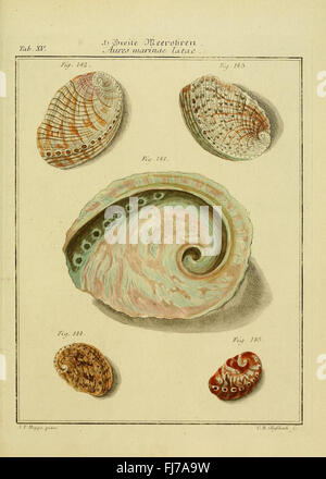 Eine detaillierte Illustration aus dem „Neuen systematischen Conchylien ...