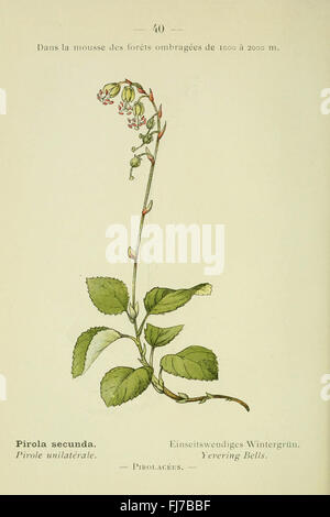 Ein illustrierter Guide im Taschenformat zur Flora der Alpen und ...