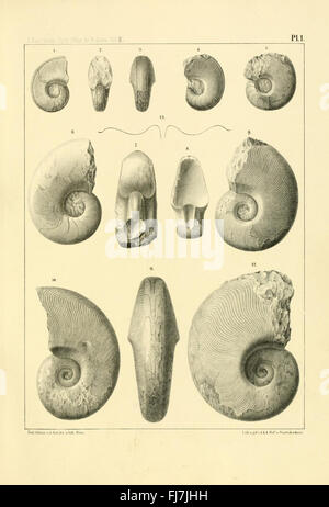 Eine wissenschaftliche Untersuchung von Fossilien, die ausgestorbene ...