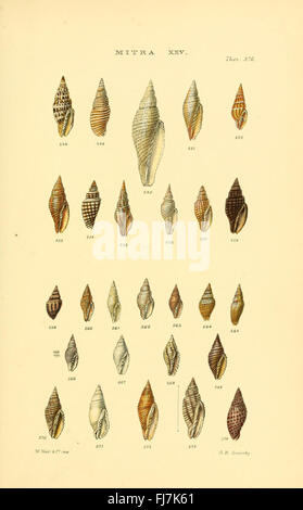 Eine detaillierte Monografie über Mollusken-Gattungen, die verschiedene ...