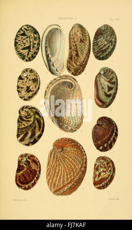 Ein detaillierter Katalog der Muschelarten und ihrer Gattungen, der ...