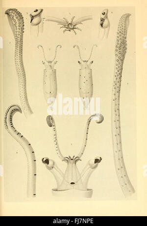 Eine detaillierte Darstellung der Kopffüßchenarten, die die Vielfalt ...