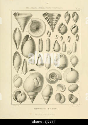 Eine paläontologische Studie mit detaillierten Abbildungen von ...