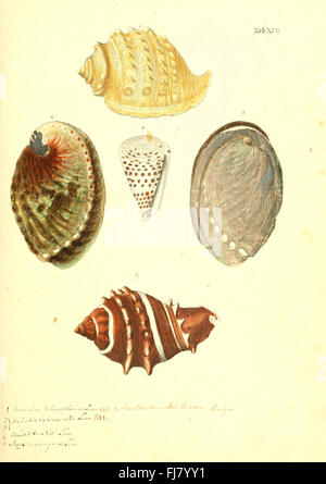 Ein detailliertes Bildwerk, das die Muschelschalen, insbesondere die ...