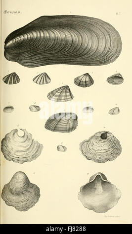 Bibliothèque Conchyliologique, ein Katalog und eine Sammlung von ...