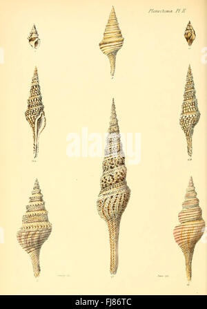 Conchologia Iconica, ein ausführliches Werk über Mollusken und ...