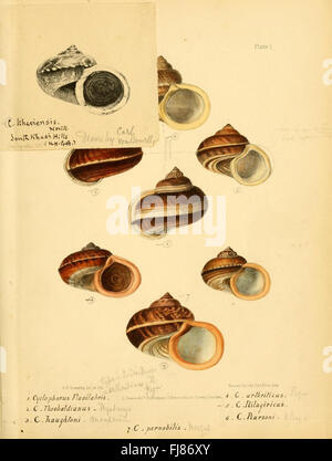Eine detaillierte konchologische Studie mit Muschelarten aus Indien ...
