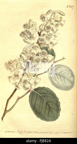 Curtis *Botanical Magazine* befindet sich in der Peter H. Raven Library ...