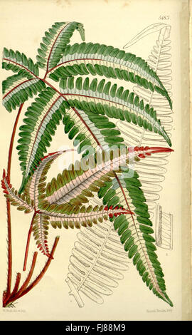 Eine botanische Illustration aus Curtis' Magazin, die Pflanzenarten und ...