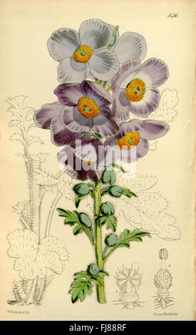 Curtis *Botanical Magazine* befindet sich in der Peter H. Raven Library ...