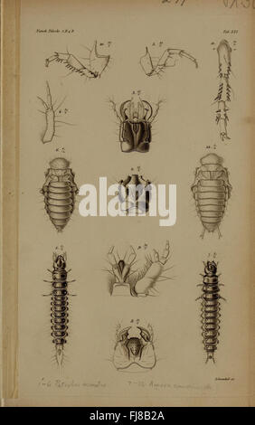 Eine detaillierte Untersuchung der Metamorphose von Käfern mit ...