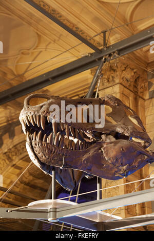 Versteinerten Dinosaurier-Knochen am Museum of Natural History, New ...