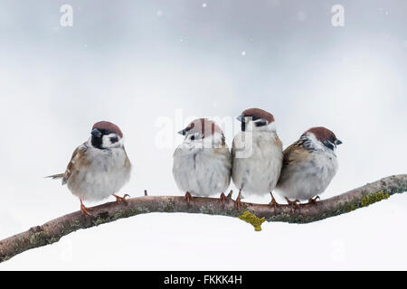 Spatz, weiß, Tier, isoliert, fliegen, Bewegung, Wild, Flügel ...