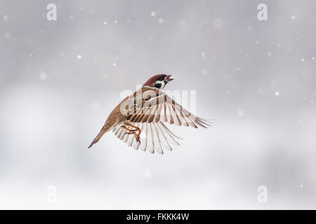 Spatz, weiß, Tier, isoliert, fliegen, Bewegung, Wild, Flügel ...