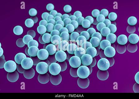 Computer-Darstellung der Staphylokokken-Bakterien (Staphylococcus ...