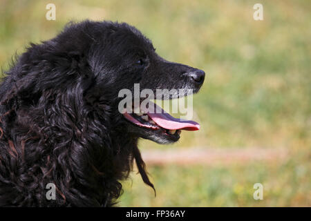 Mudi (ungarischer Schäferhund) Erwachsenen Hund und Welpen weiß auf ...