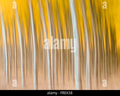 Pacific Albus (Pappel) Baum-Bauernhof, Boardman Tree Farm, Oregon ...