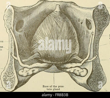 . Ein Atlas der menschlichen Anatomie für Studenten und Ärzte. Anatomie ...
