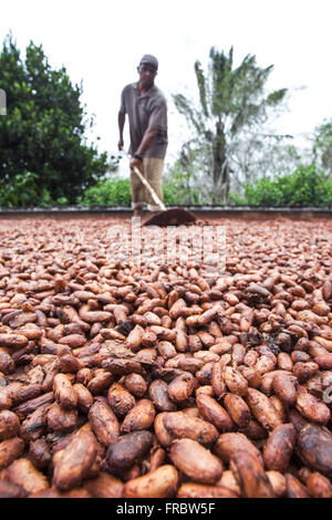 Tretender Kakao Zellstoff während des Prozesses der Trocknung und ...