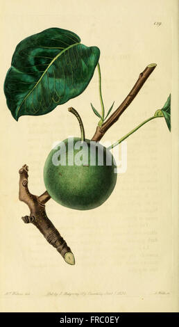 Eine Illustration aus dem „Pomological Magazine“, in der verschiedene ...
