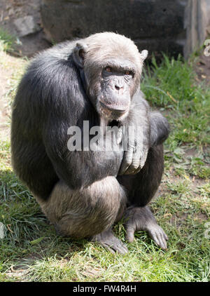 Affe, sitzend, Arme verschränkt Stockfoto, Bild: 101524207 - Alamy