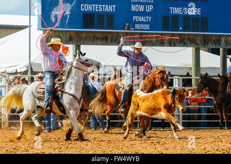 Cowboy auf Pferd versucht, lasso-eine running Bull Kalb bei einem Rodeo ...