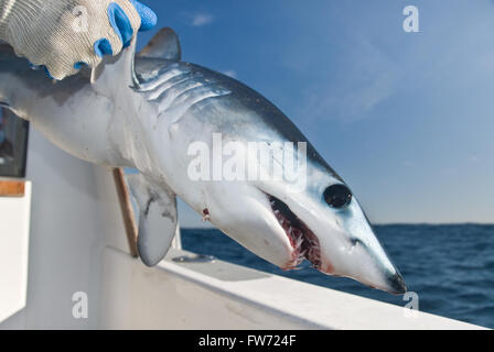 Hai angeln Mako Shark Isurus Oxyrinchus Meer von Cortez Mexiko ...