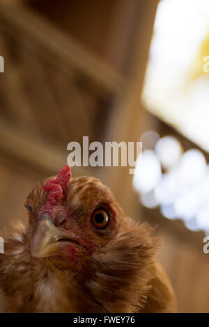 Nahaufnahme von Huhn Kopf vor weißem Hintergrund Stockfoto, Bild ...