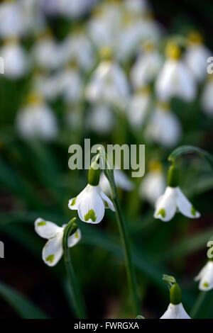 Galanthus plicatus Trymlet, Hybrid Schneeglöckchen, Schneeglöckchen ...