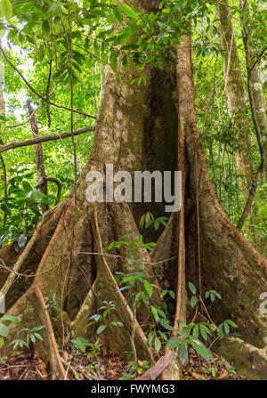 Die Halbinsel OSA, COSTA RICA - Royal Mahagoni Baum im primären ...