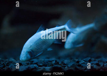 Blinde Höhle, Tetra, Blind Cavefish (Astyanax Jordani), Schwimmen ...