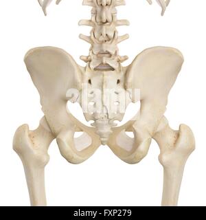 Menschlichen Becken Knochen, Computer Bild Stockfotografie - Alamy