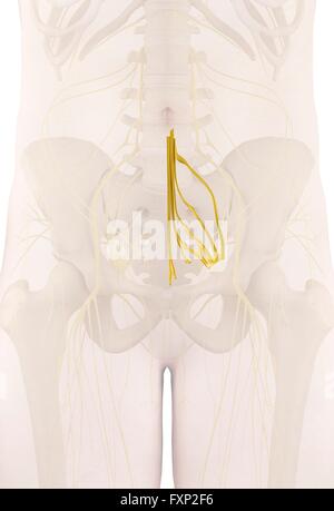 Die Nerven des Beckens Stockfoto, Bild: 13203021 - Alamy