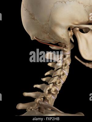 Hals-Knochen und Muskel, Computer Bild Stockfotografie - Alamy