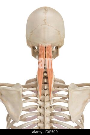 Menschlichen Nackenmuskulatur, Computer Bild Stockfotografie - Alamy